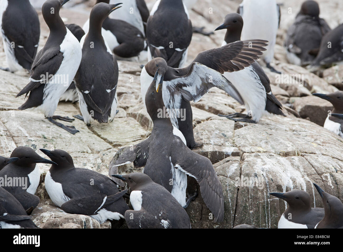 Common murre colony hi-res stock photography and images - Alamy