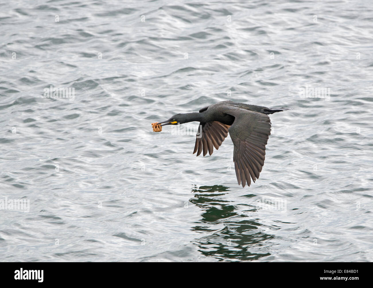 Shag bird hi-res stock photography and images - Alamy