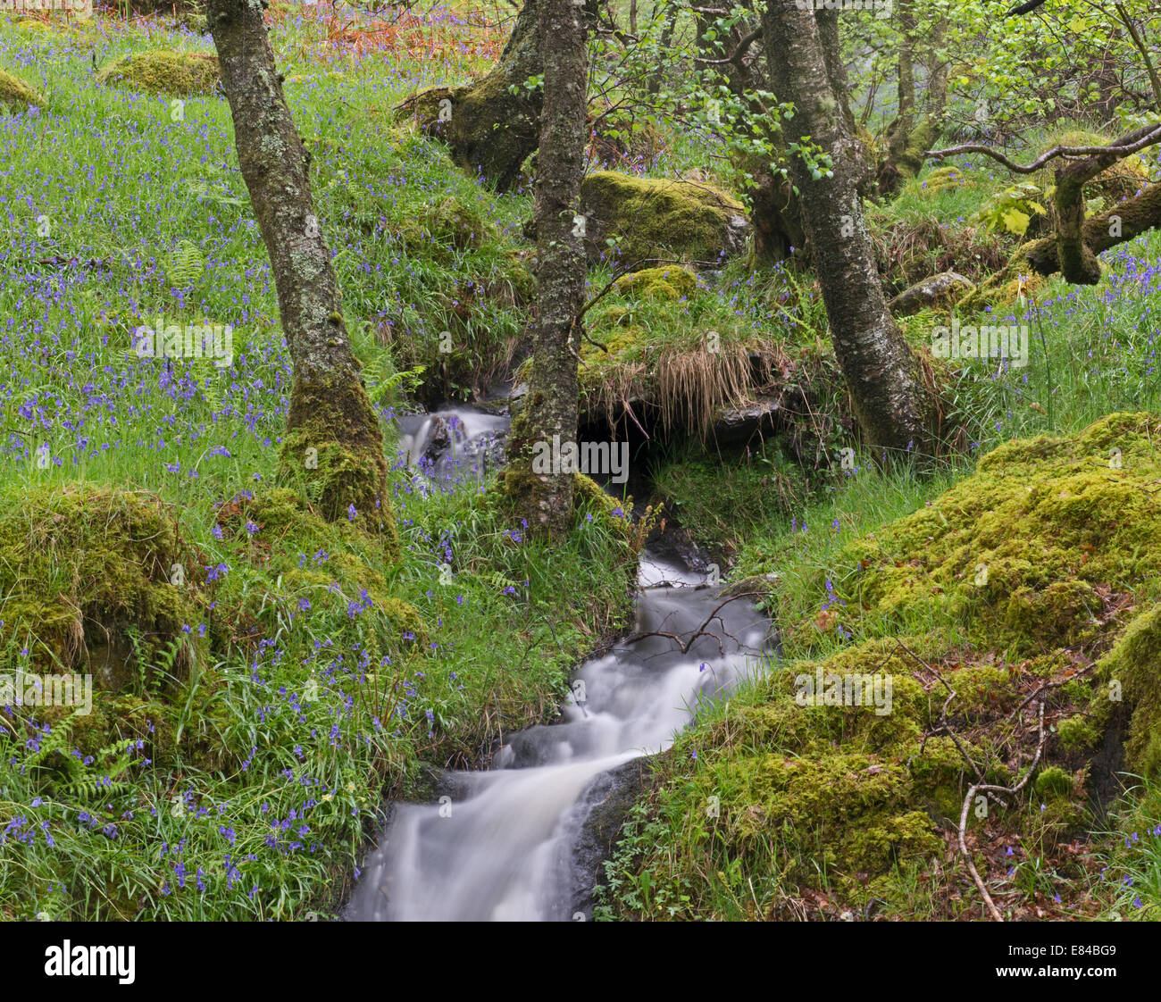Inversnaid RSPB Reserve on shores of Loch Lomond Scotland in May Stock ...