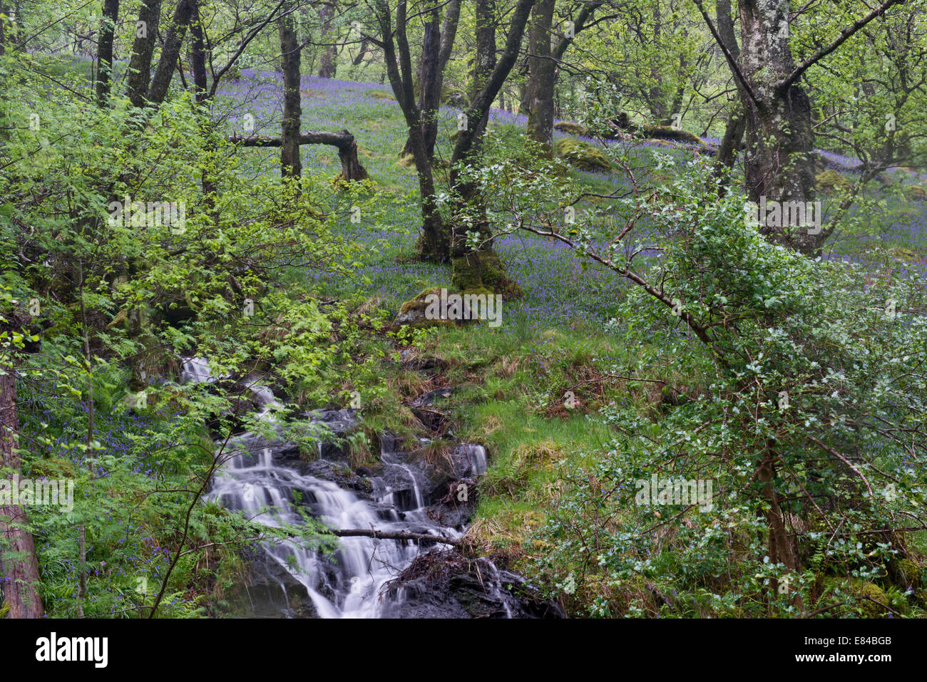 Inversnaid rspb hi-res stock photography and images - Alamy