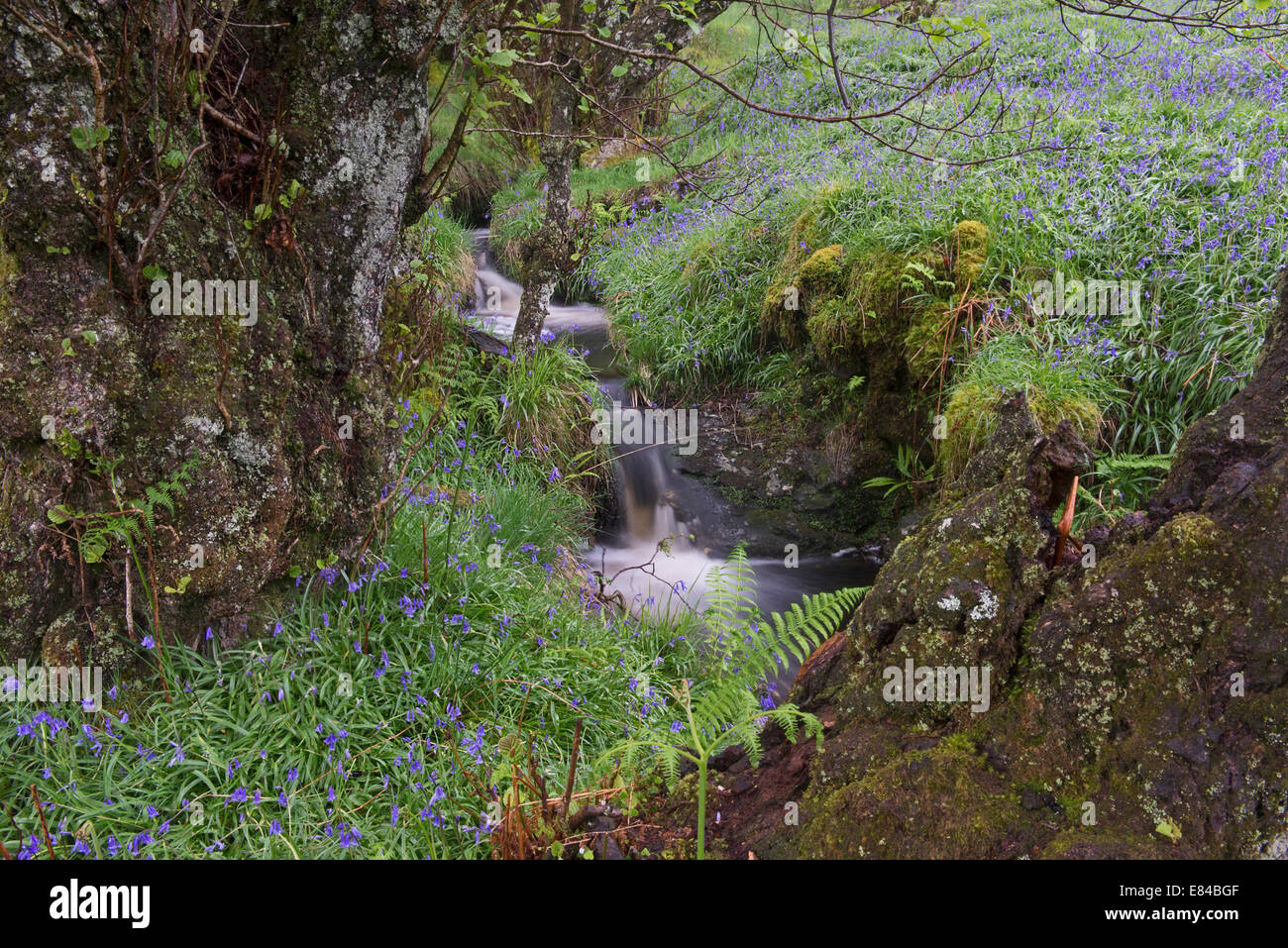 Inversnaid RSPB Reserve on shores of Loch Lomond Scotland in May Stock ...