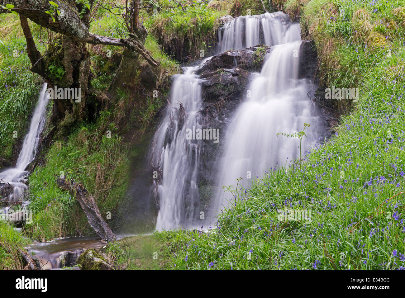 Inversnaid RSPB Reserve on shores of Loch Lomond Scotland in May Stock ...