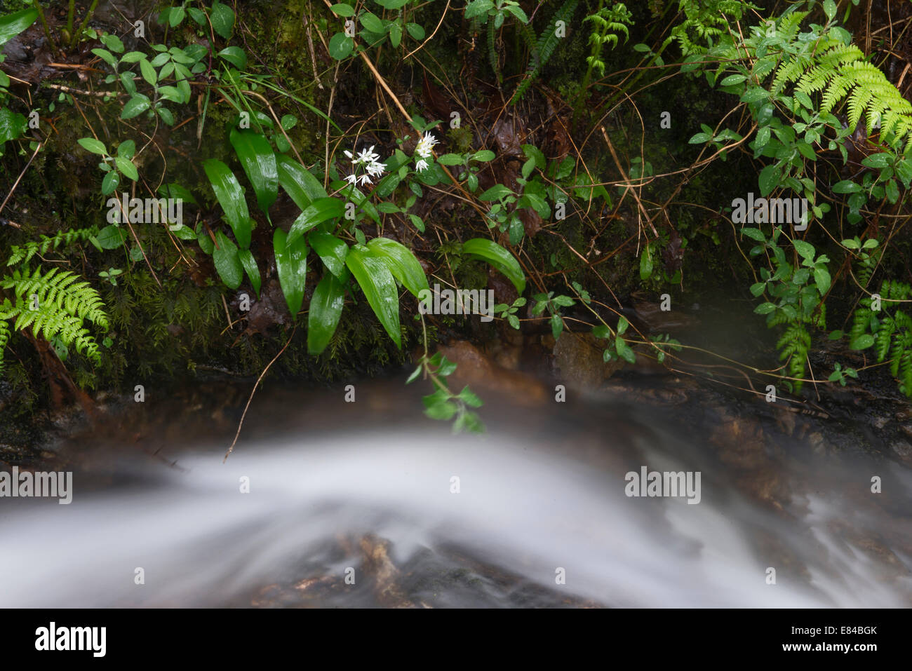 Inversnaid RSPB Reserve on shores of Loch Lomond Scotland in May Stock ...