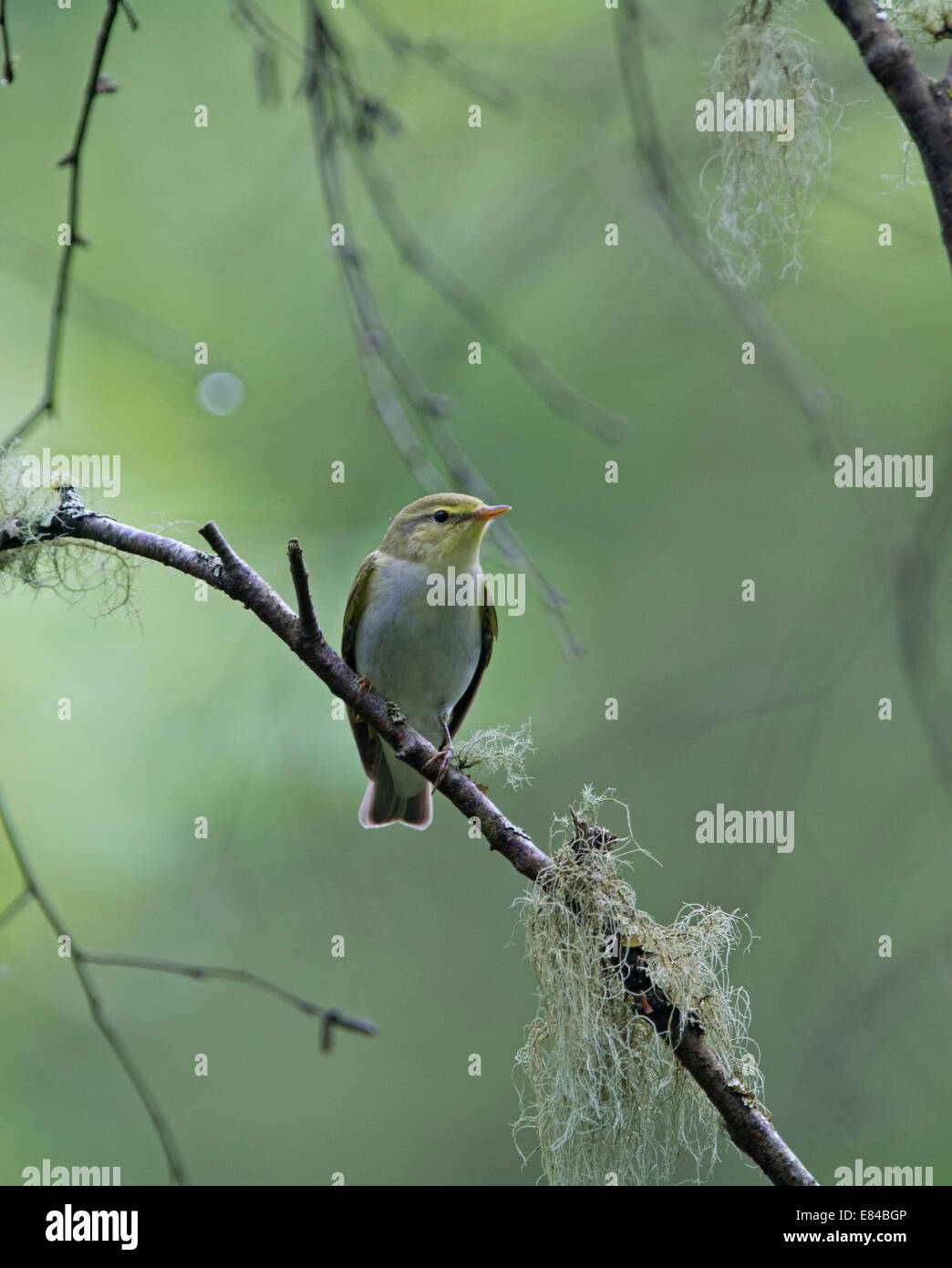 Wood Warbler Phylloscopus sibilatrix Wood of Cree RSPB Reserve Dumfries ...