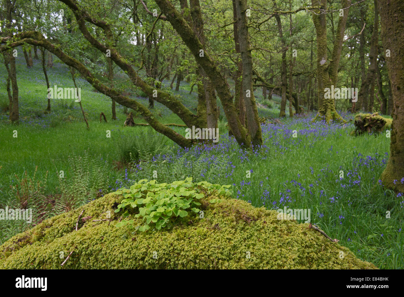 Bluebells in woodland on Wood of Cree RSPB Reserve Dumfries & Galloway ...