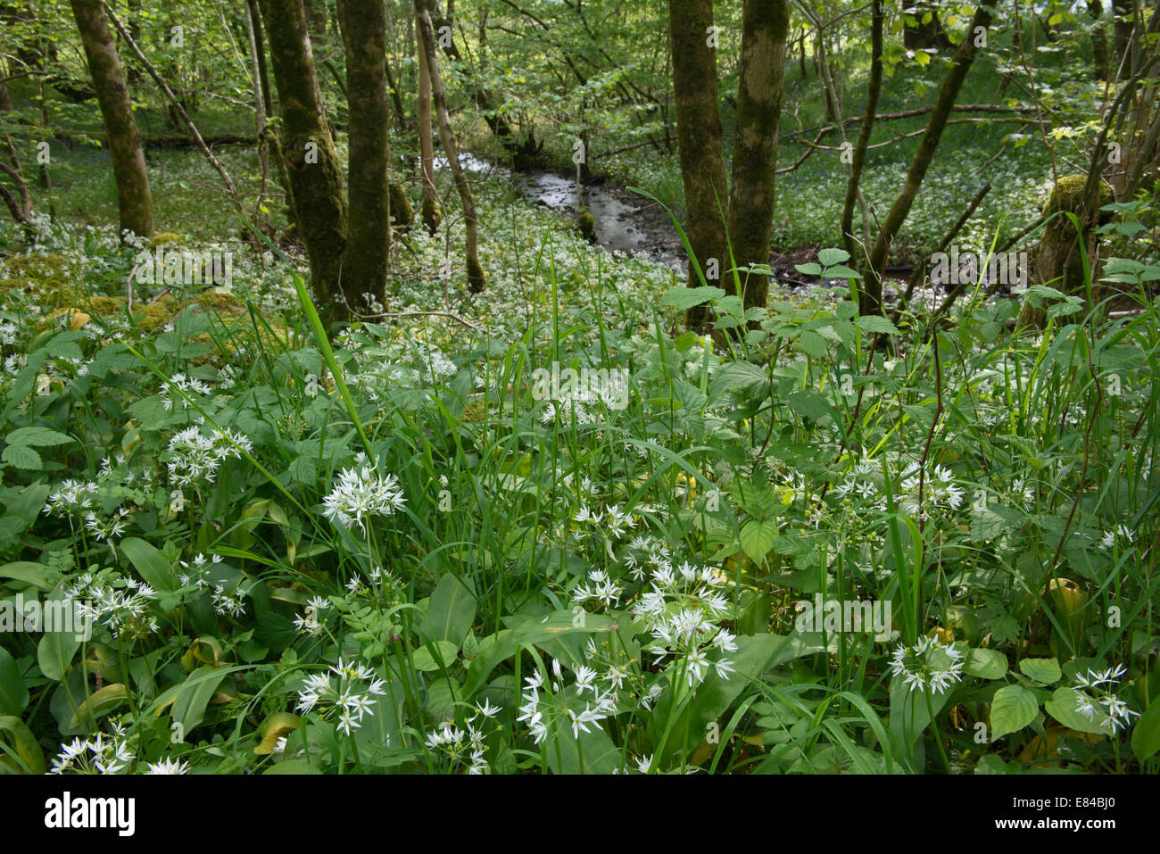Wild Garlic (Ramsons) Allium ursinum growing by stream at Wood of Cree ...