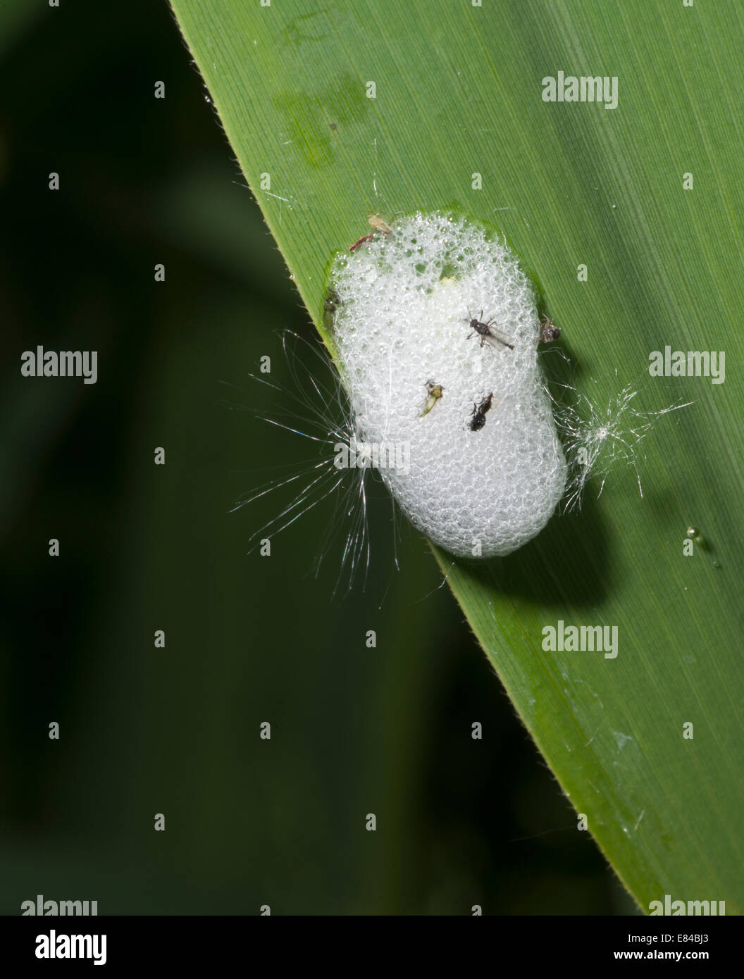 Cuckoo spit formed by Froghopper nymph on Iris stem Norfolk spring ...