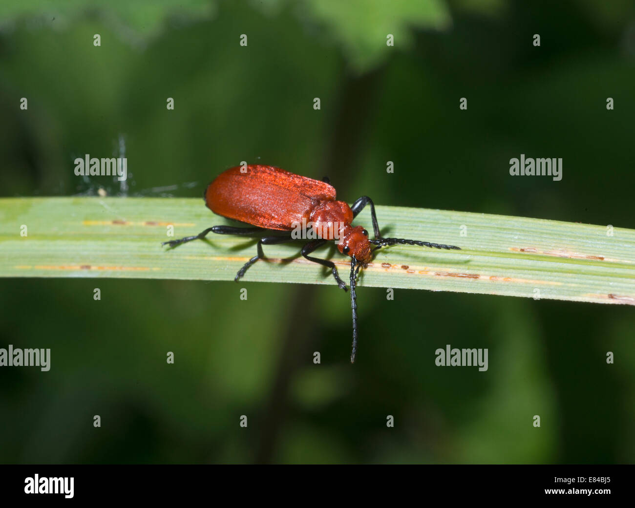 Common Cardinal beetle (Pyrochroa serraticornis) also known as Red ...