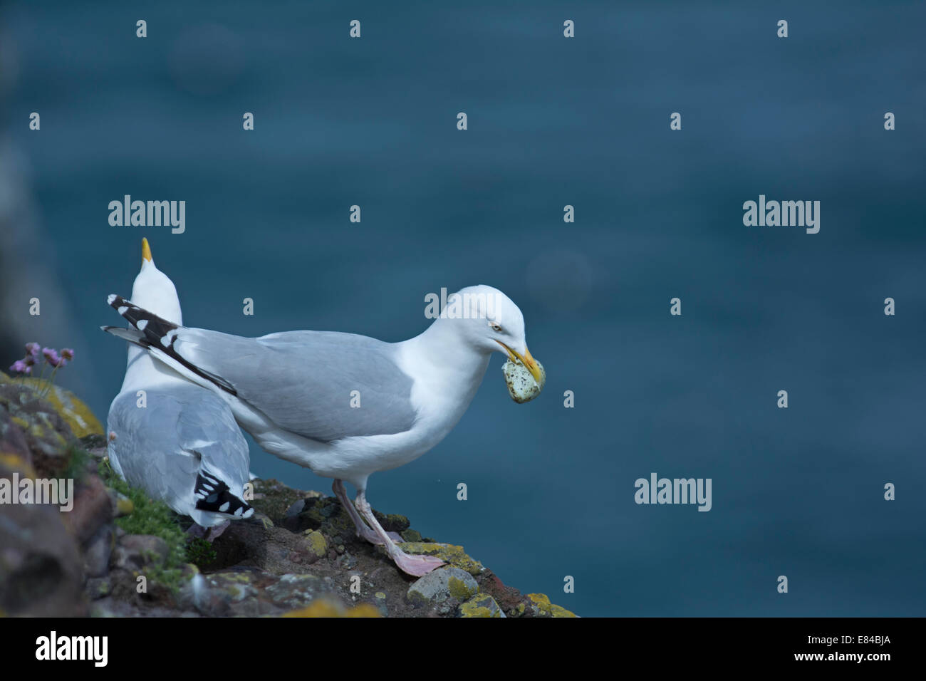 Herring Gull Larus argentatus with Razorbill egg Fowlsheugh RSPB ...