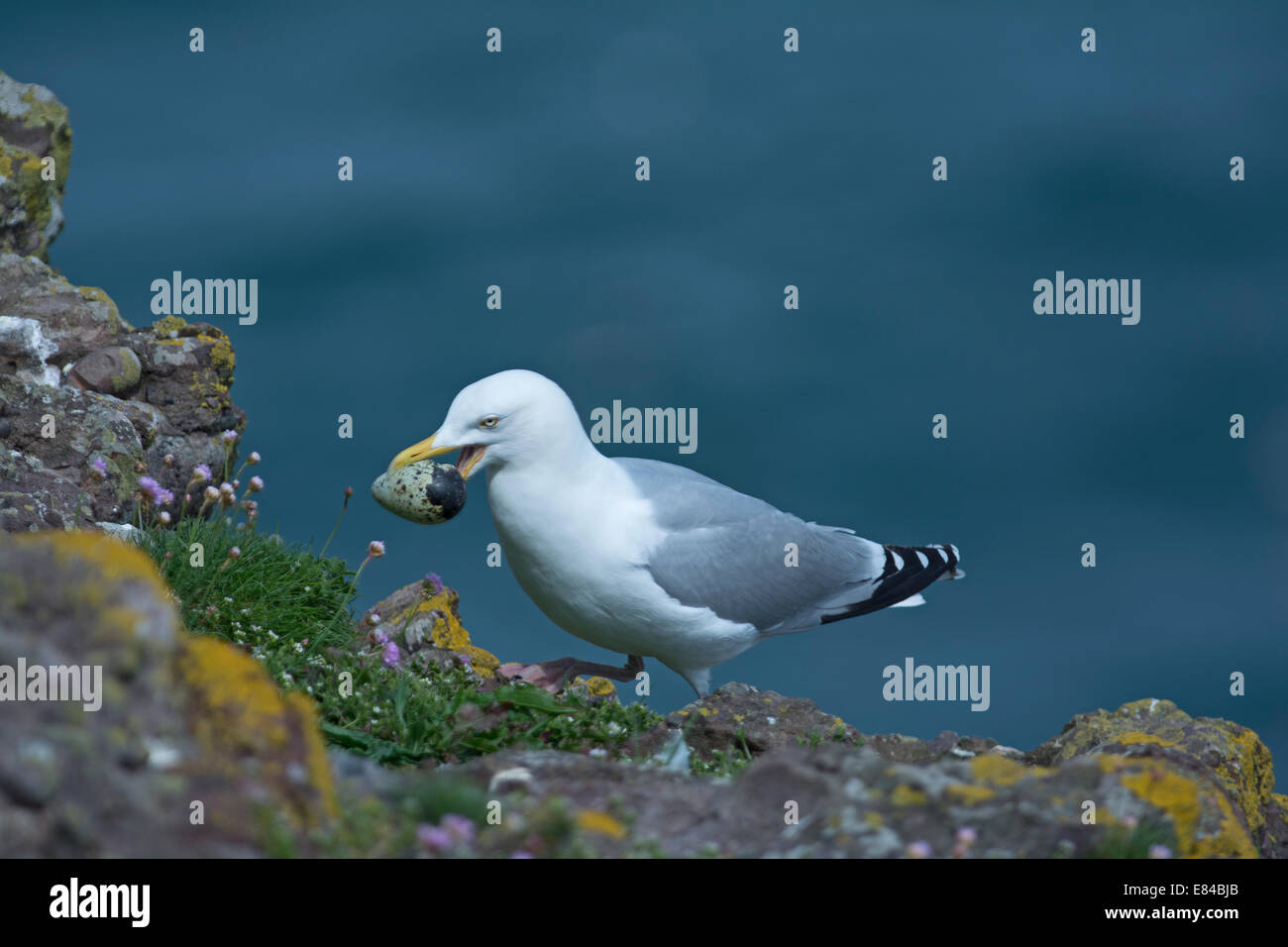 Gull bird cliff fowlsheugh seabird egg razorbill hi-res stock ...