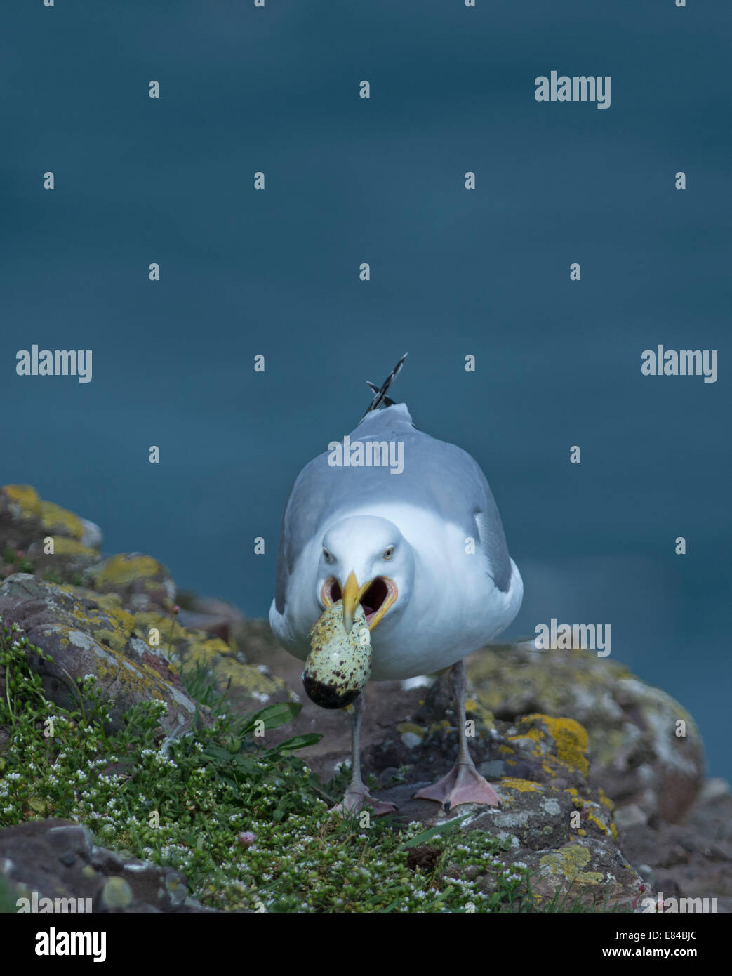 Herring Gull Larus argentatus with Razorbill egg Fowlsheugh RSPB ...