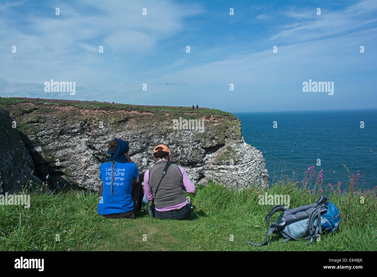 RSPB staff censusing seabirds on cliffs at Fowlsheugh RSPB Reserve ...