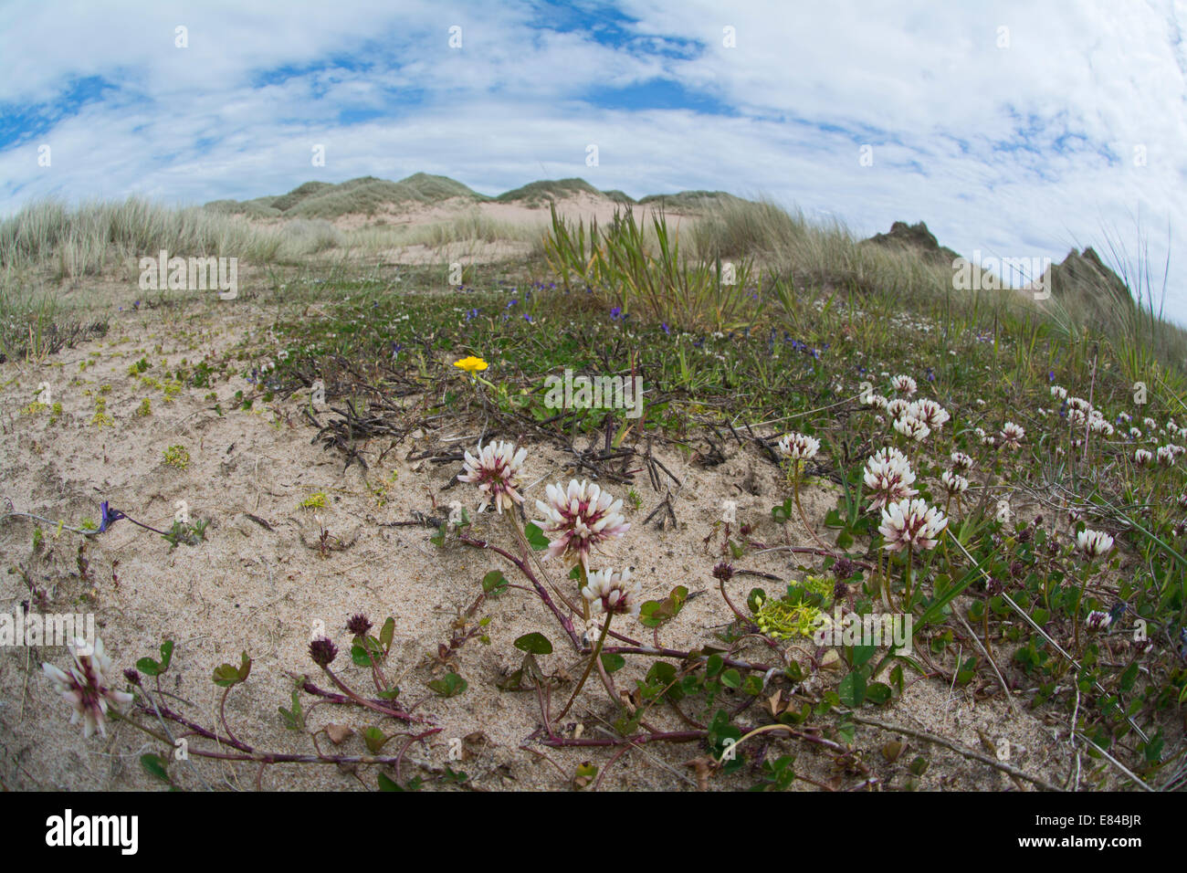 Ground flora including White Clover Trifolium repens growing in dune ...