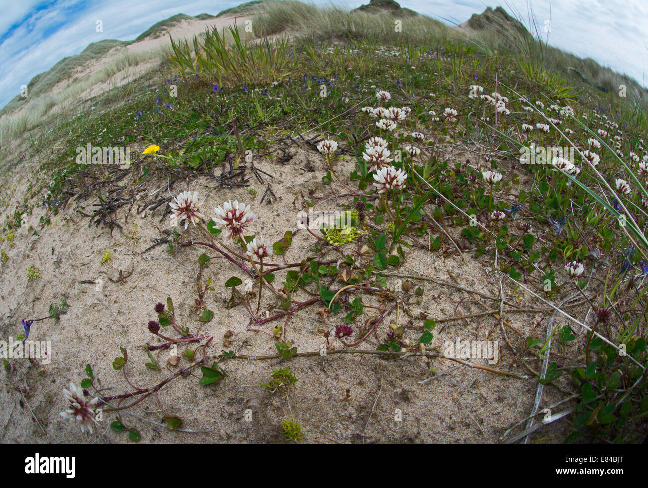 Ground flora including White Clover Trifolium repens growing in dune ...