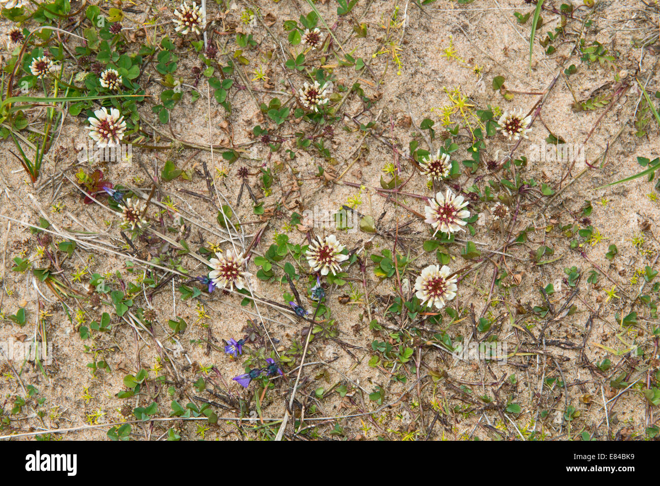 Ground flora including White Clover Trifolium repens growing in dune ...