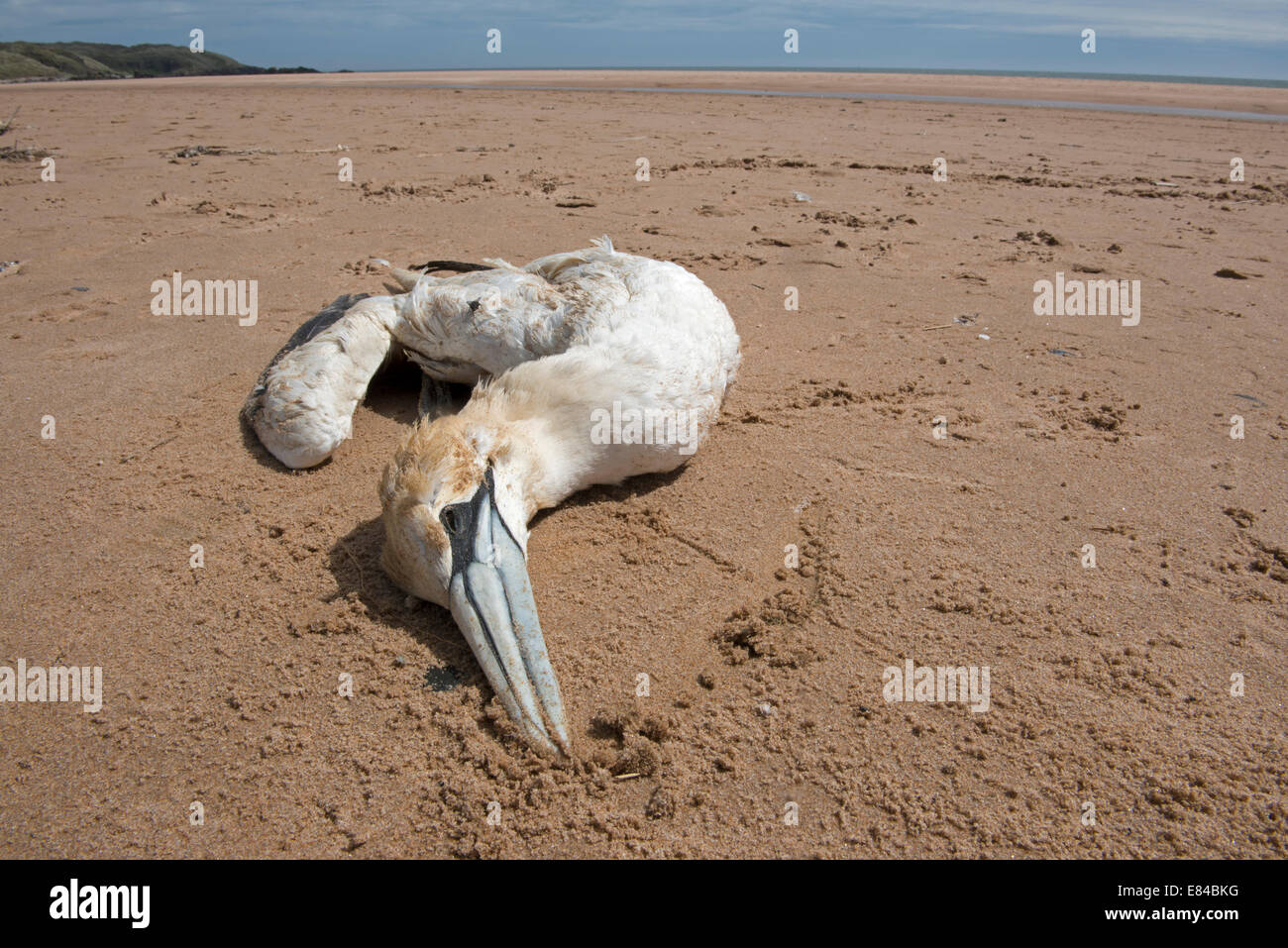 Northern Gannet Morus bassana dead on beach at Sands of Forvie NNR ...