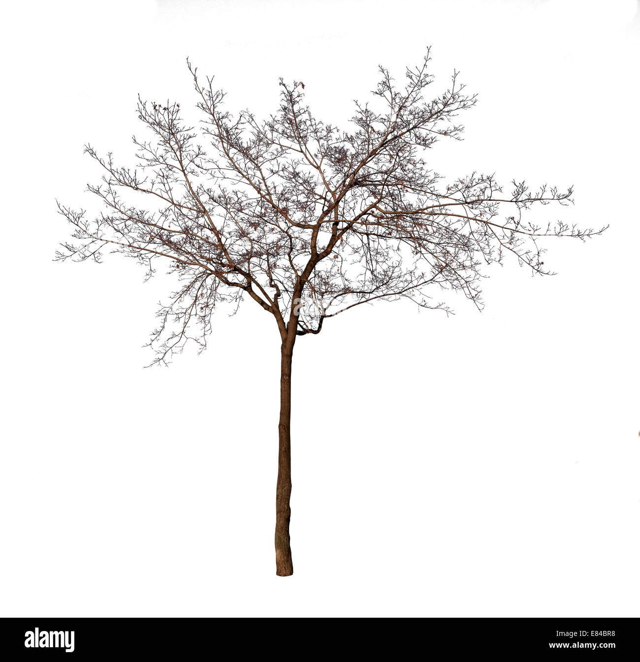 Bare tree isolated over white background Stock Photo - Alamy