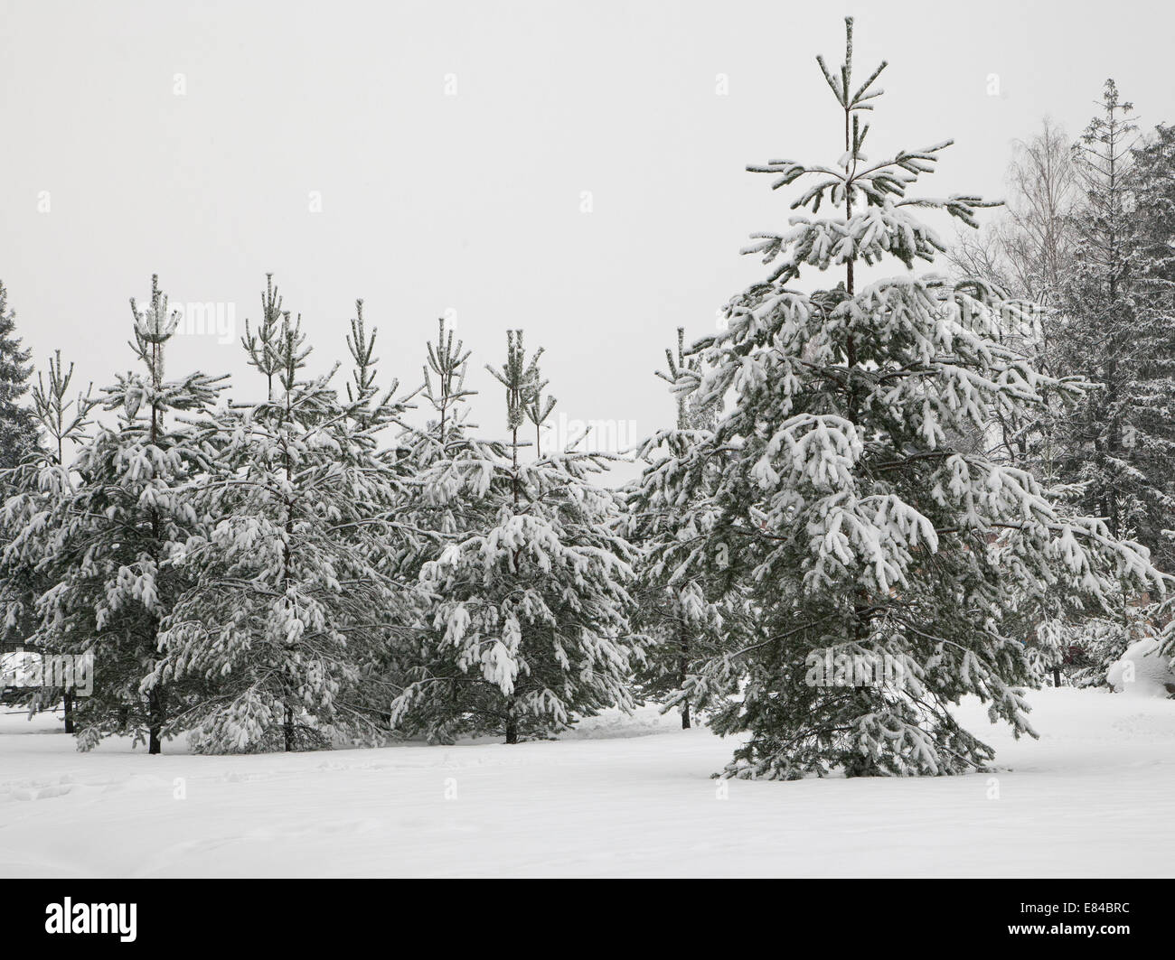 Thick forest covered in snow hi-res stock photography and images - Alamy