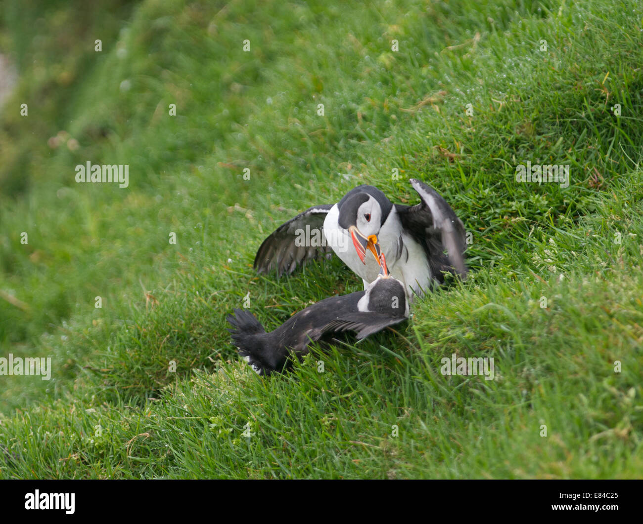 Atlantic Puffins Fratercula arctica fighting on cliff at Hermaness NNR ...