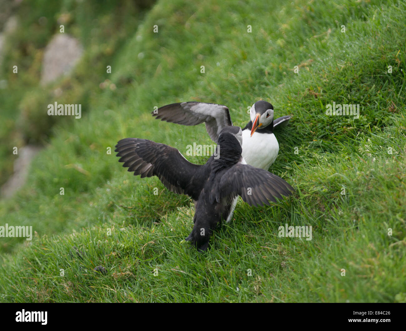 Atlantic Puffins Fratercula arctica fighting on cliff at Hermaness NNR ...