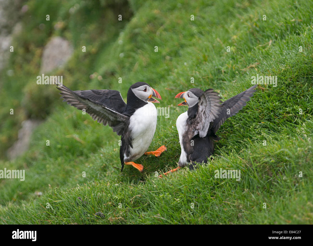 Atlantic Puffins Fratercula arctica fighting on cliff at Hermaness NNR ...