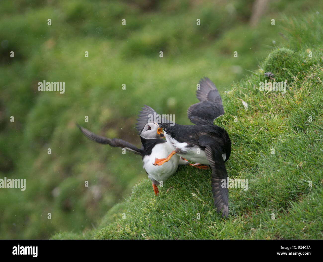 Atlantic Puffins Fratercula arctica fighting on cliff at Hermaness NNR ...