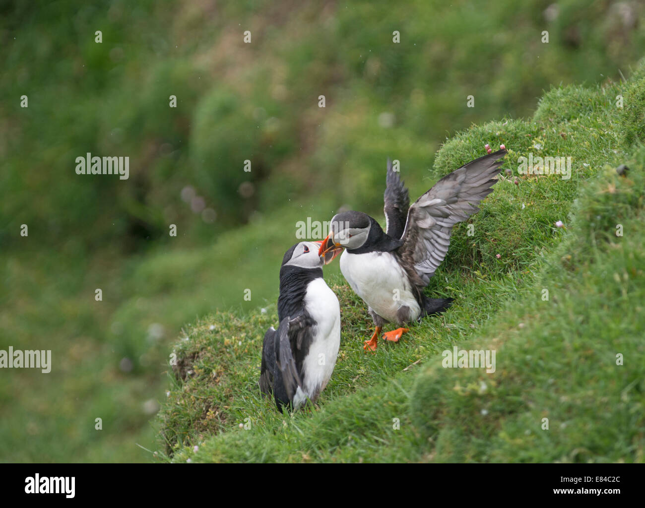 Puffin puffins hi-res stock photography and images - Alamy