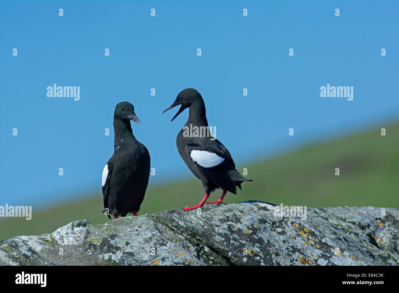 Cepphus grylle hi-res stock photography and images - Alamy