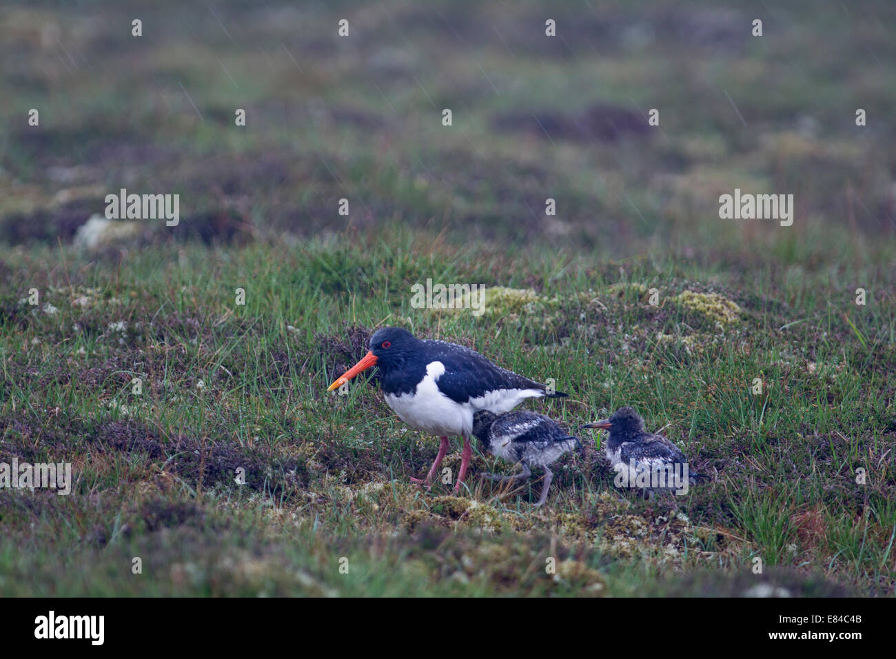 Oystercatcher wader bird chick young brooding hi-res stock photography and images - Alamy