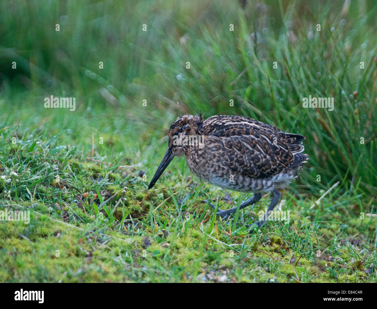 Juvenile common snipe gallinago gallinago hi-res stock photography and ...