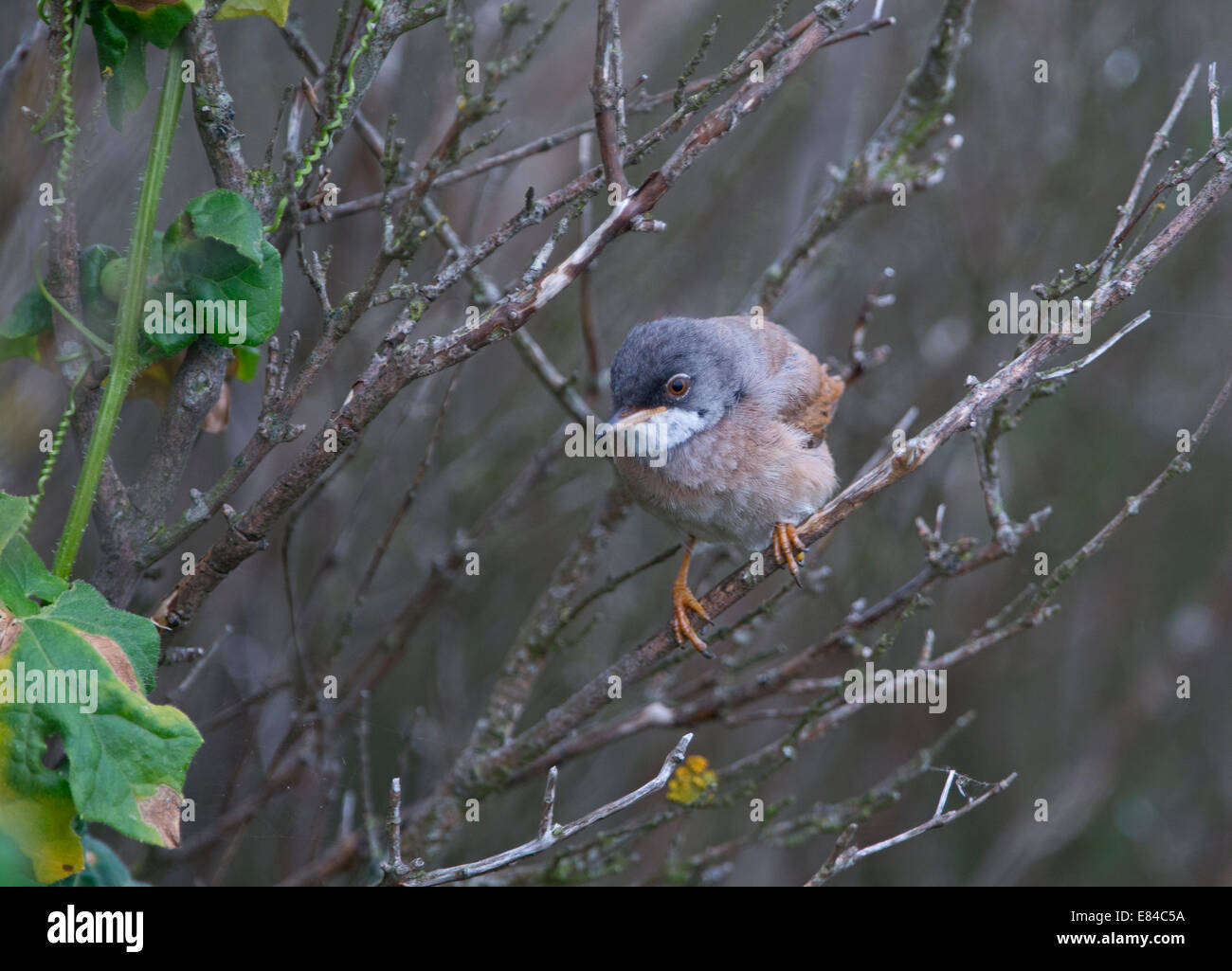 Spectacled Warbler (Sylvia conspicillata) at Gun Hill, Burnham Overy ...