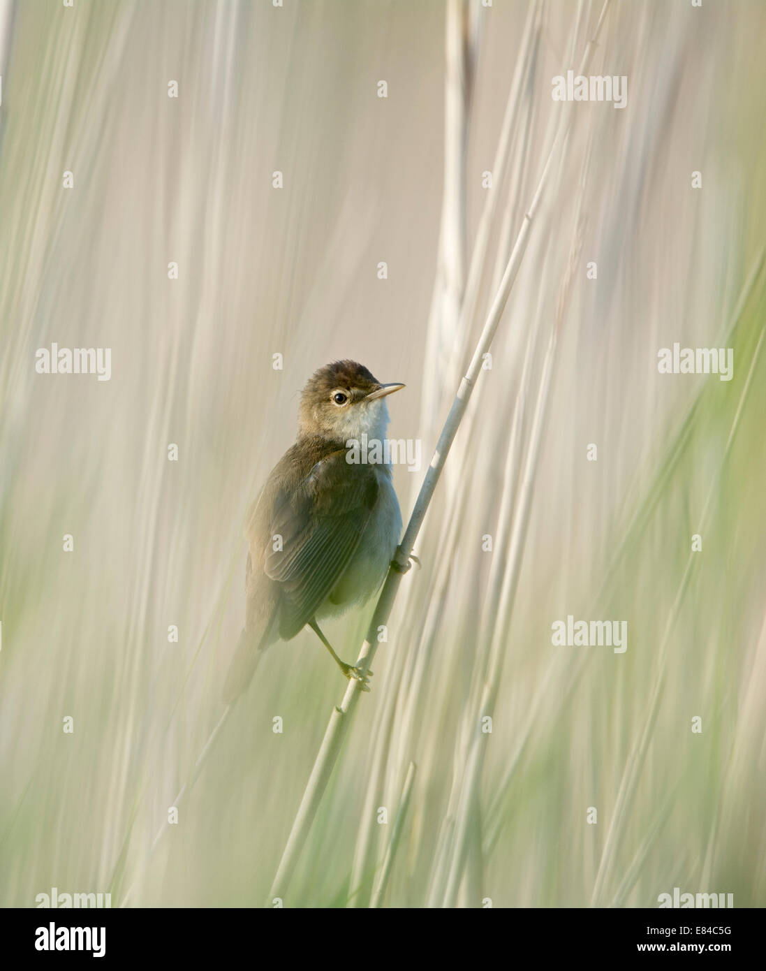 Acrocephalus hi-res stock photography and images - Alamy
