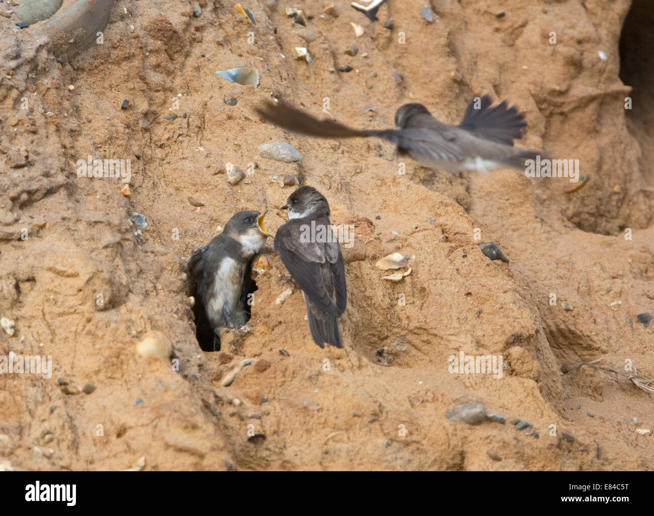 Sand martin riparia young chicks chick feeding norfolk nest nesting hi ...