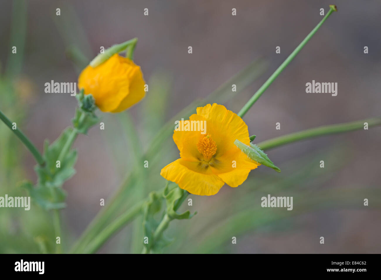 Yellow Horned-poppy Glaucium flavum growing on shingle ridge at Cley ...