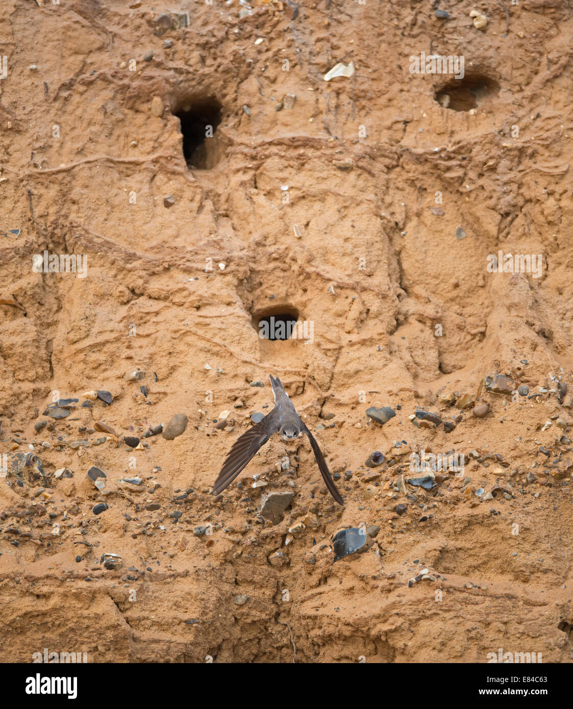 Riparia riparia riparia hi-res stock photography and images - Alamy