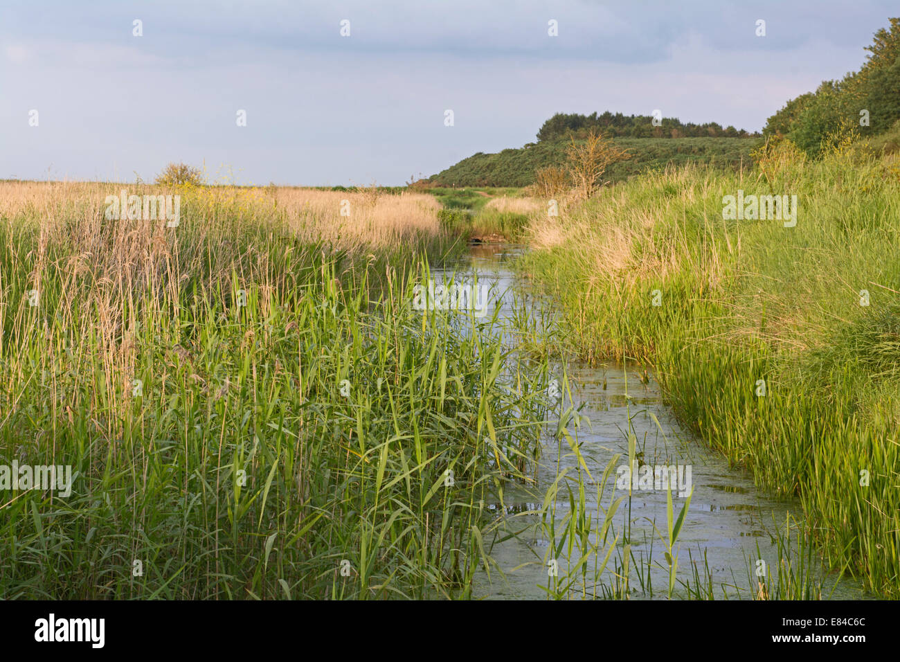 Cley Marshes Norfolk Wildlife Trust Reserve Norfolk Stock Photo - Alamy