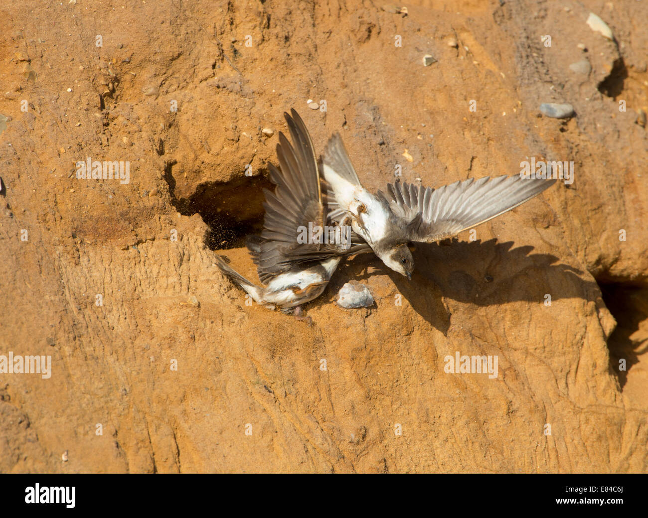 Sand martins bird norfolk breeding colony hi-res stock photography and ...