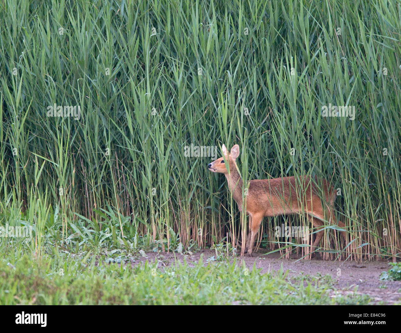 Chinese Water Deer Hydropotes inermis female Cley Norfolk summer Stock ...