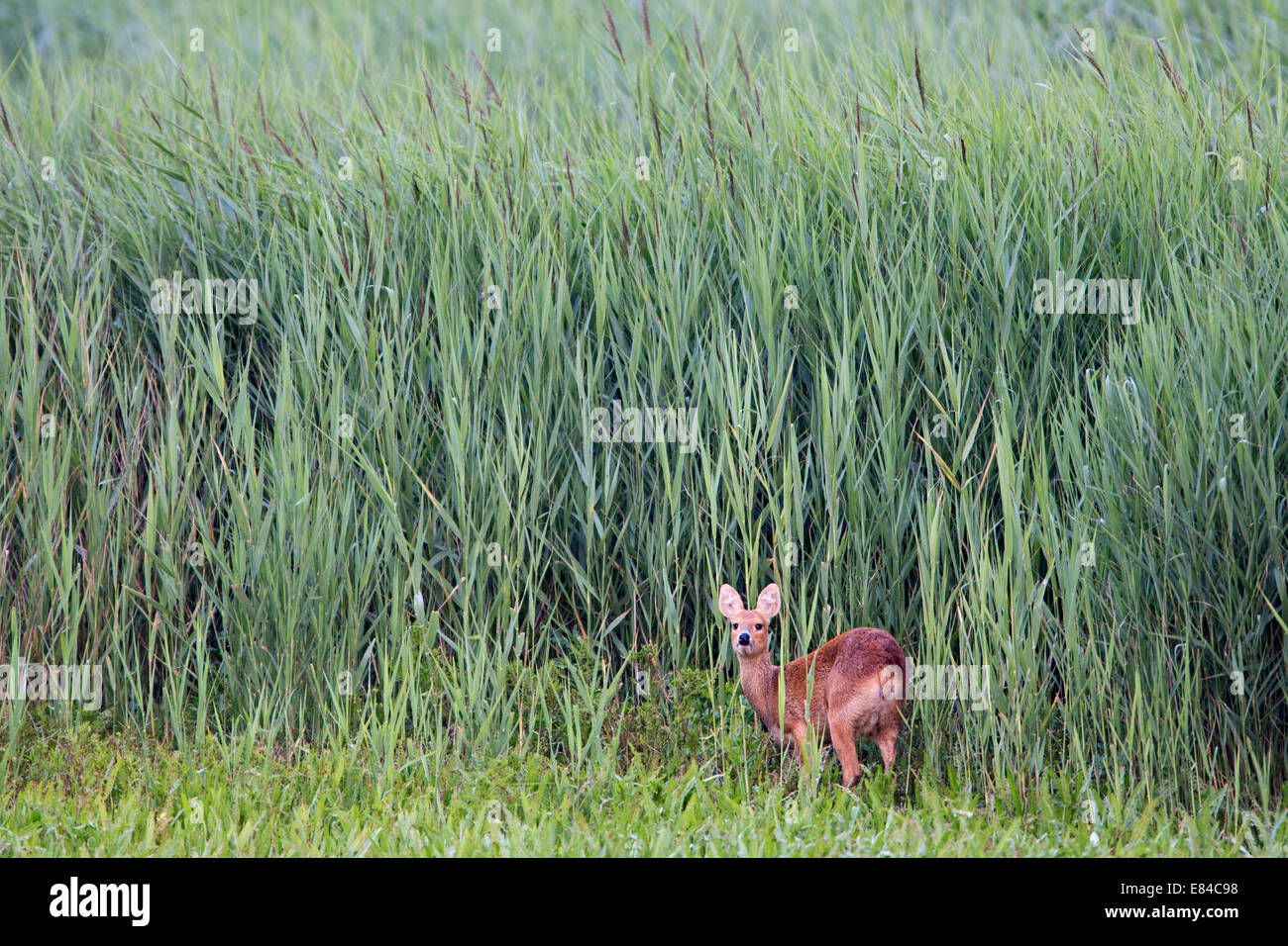 Chinese Water Deer Hydropotes inermis female Cley Norfolk summer Stock ...