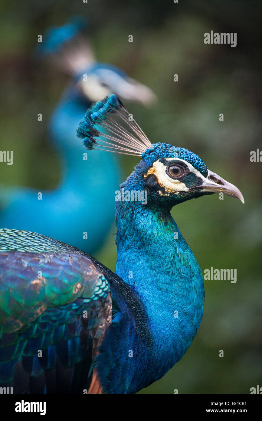 Peacock side view hi-res stock photography and images - Alamy