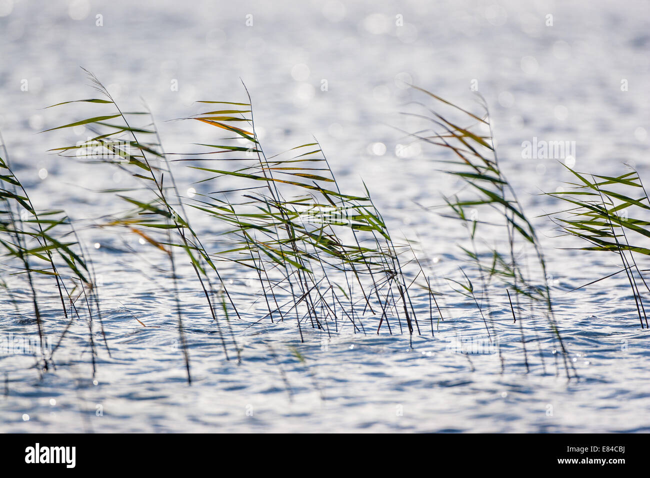 Reed waving in a breeze in the water Stock Photo - Alamy