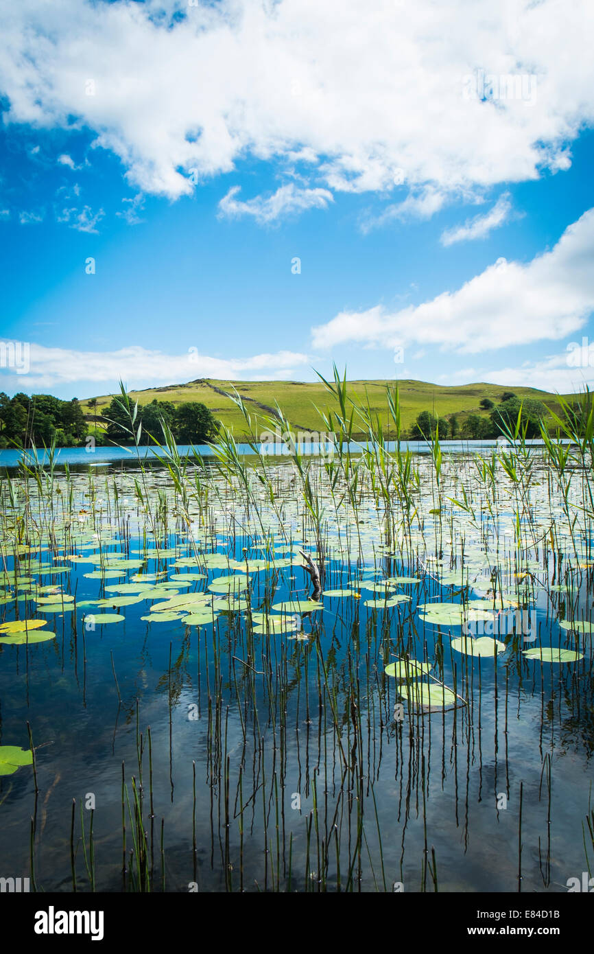 Bigland tarn in Lake District Stock Photo - Alamy