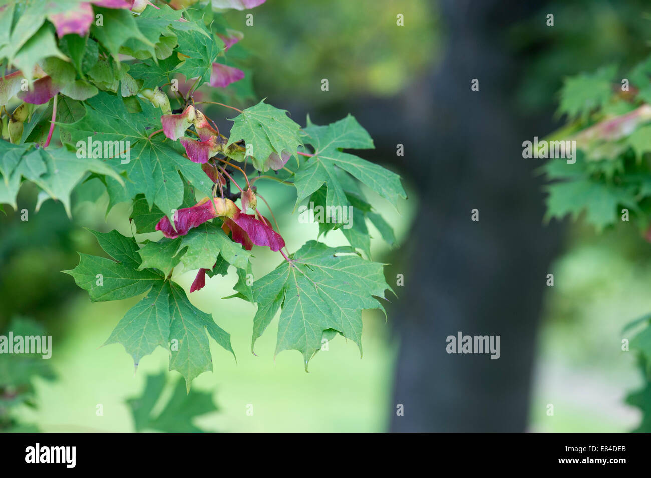 Norway maple acer platanoides autumn hi-res stock photography and ...