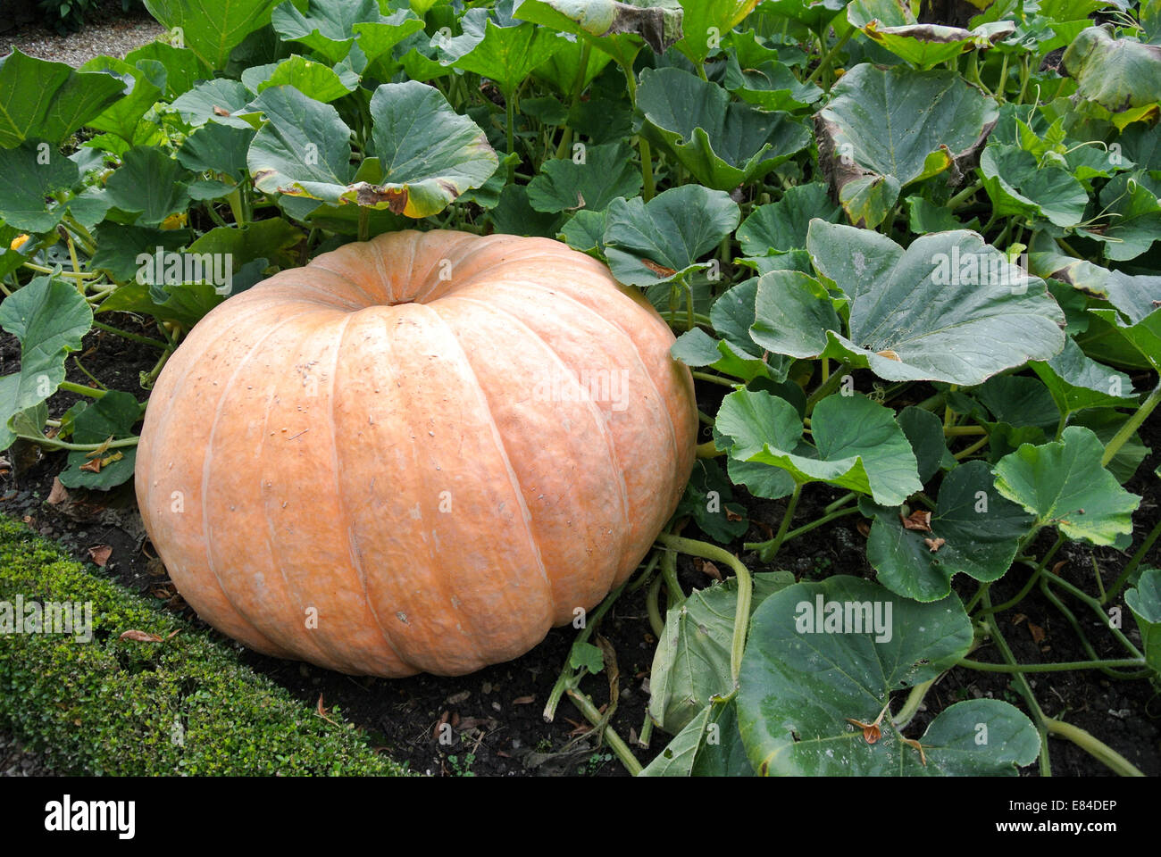 Very large pumpkin hi-res stock photography and images - Alamy