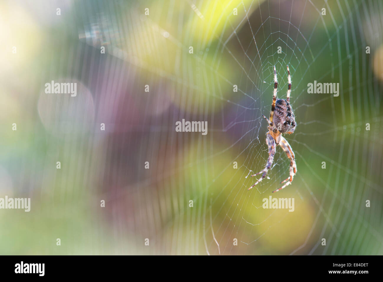 Common orb web spider araneus diadematus hi-res stock photography and ...