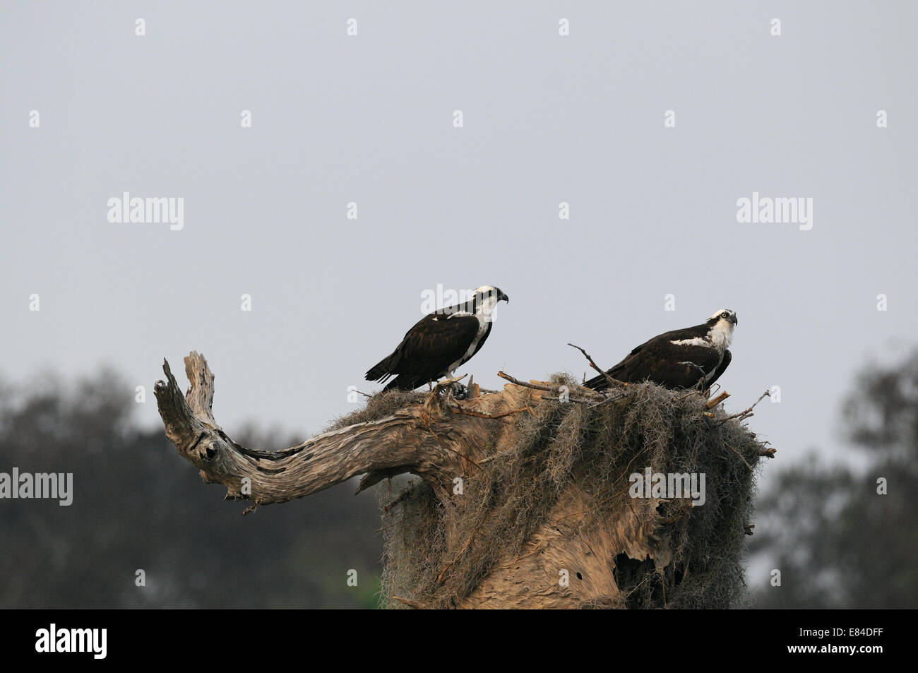 Eagle species characteristics hi-res stock photography and images - Alamy
