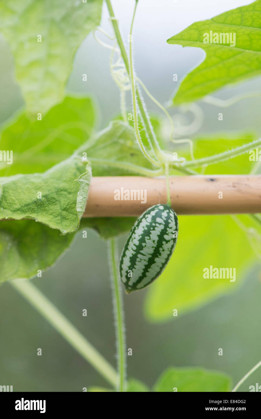 Melothria scabra. Cucamelon / Mouse Melon fruit Stock Photo - Alamy