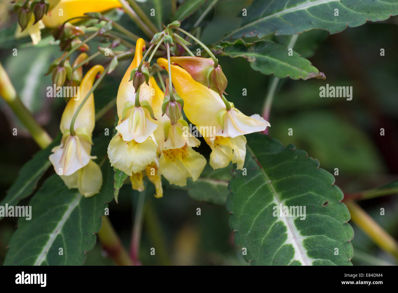 Flowers of the attractively foliaged autumn flowering hardy shade plant ...