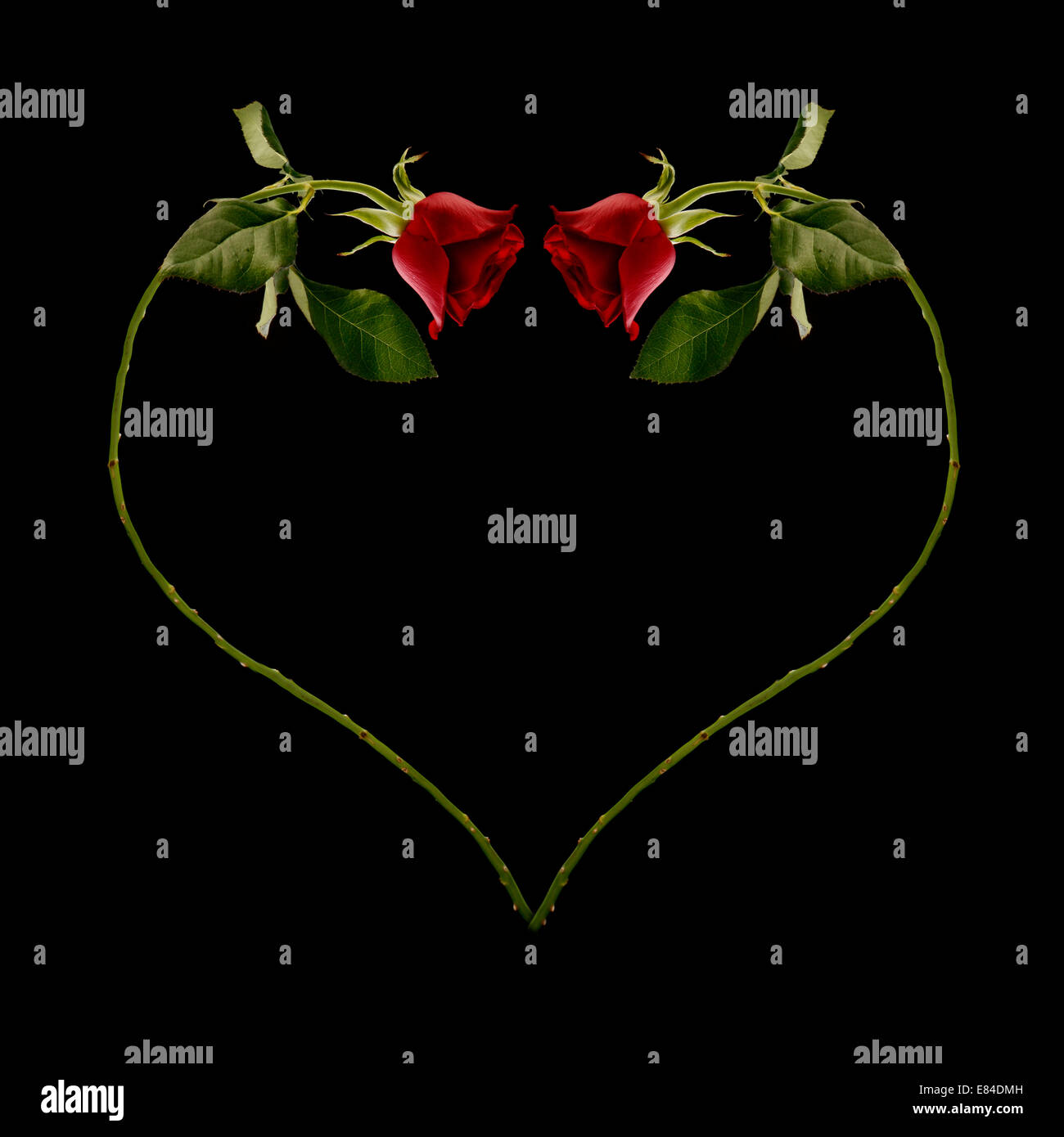 Roses released hi-res stock photography and images - Alamy