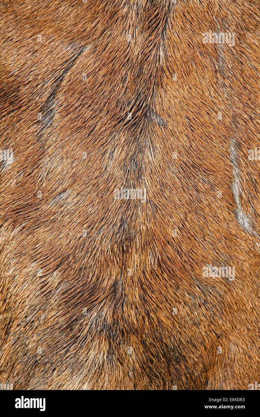 Boars parts hi-res stock photography and images - Alamy